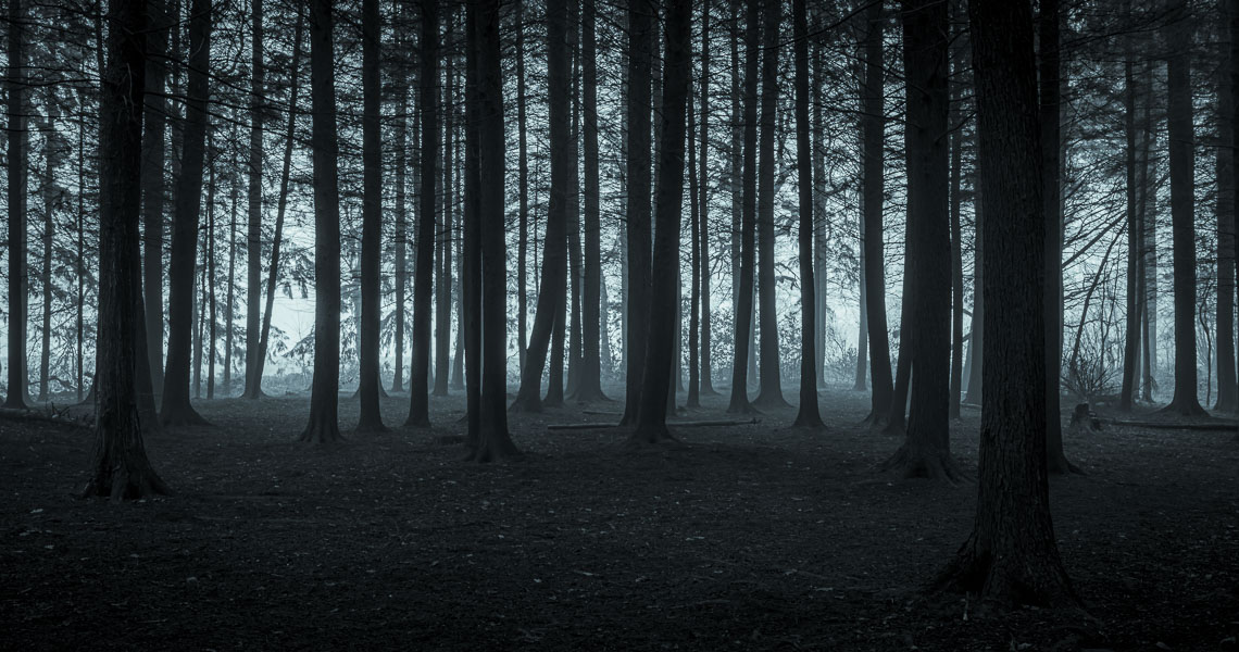 Woodland Photography - An Hour In The Woods - Matt Boxley Photography